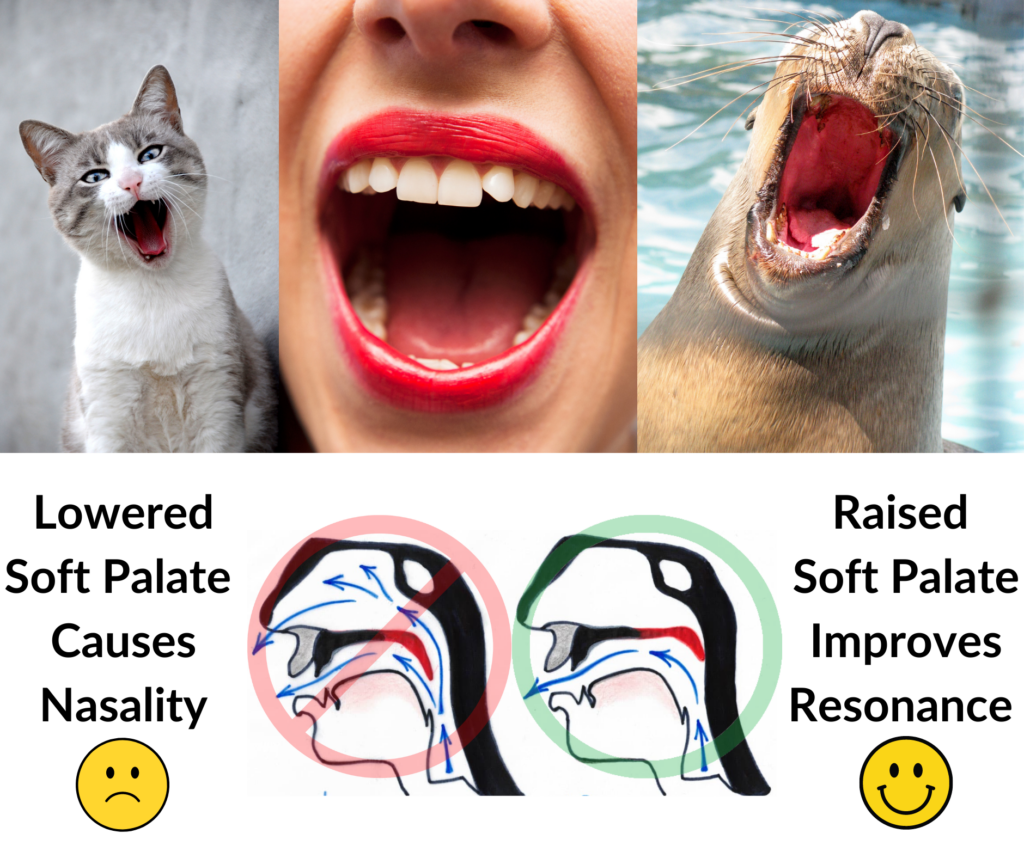 Mastering the Raised Soft Palate: Eliminate Nasality in Singing